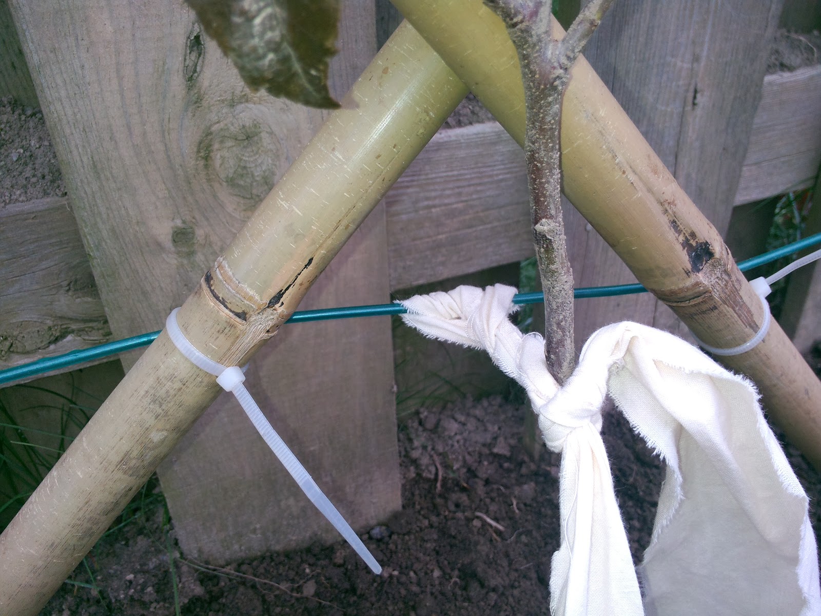 House of Frost: Tree Tying