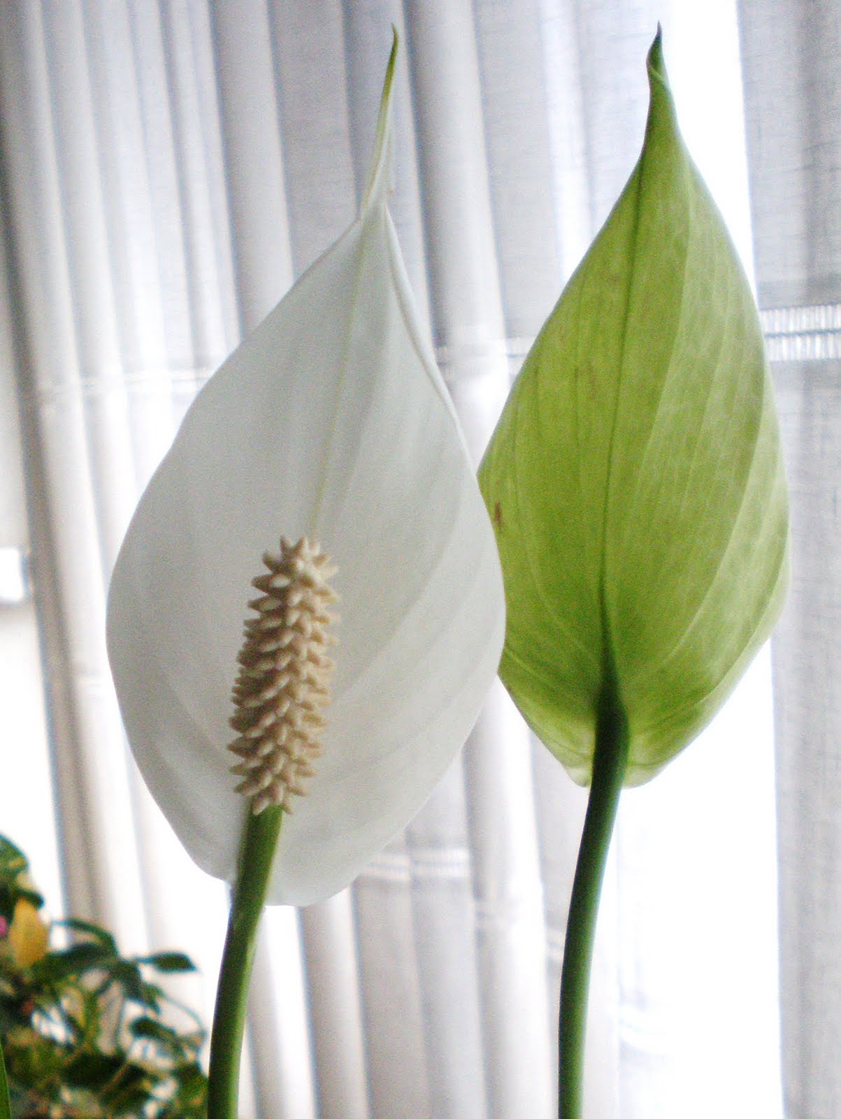 La lectora corrent: de juny 2011