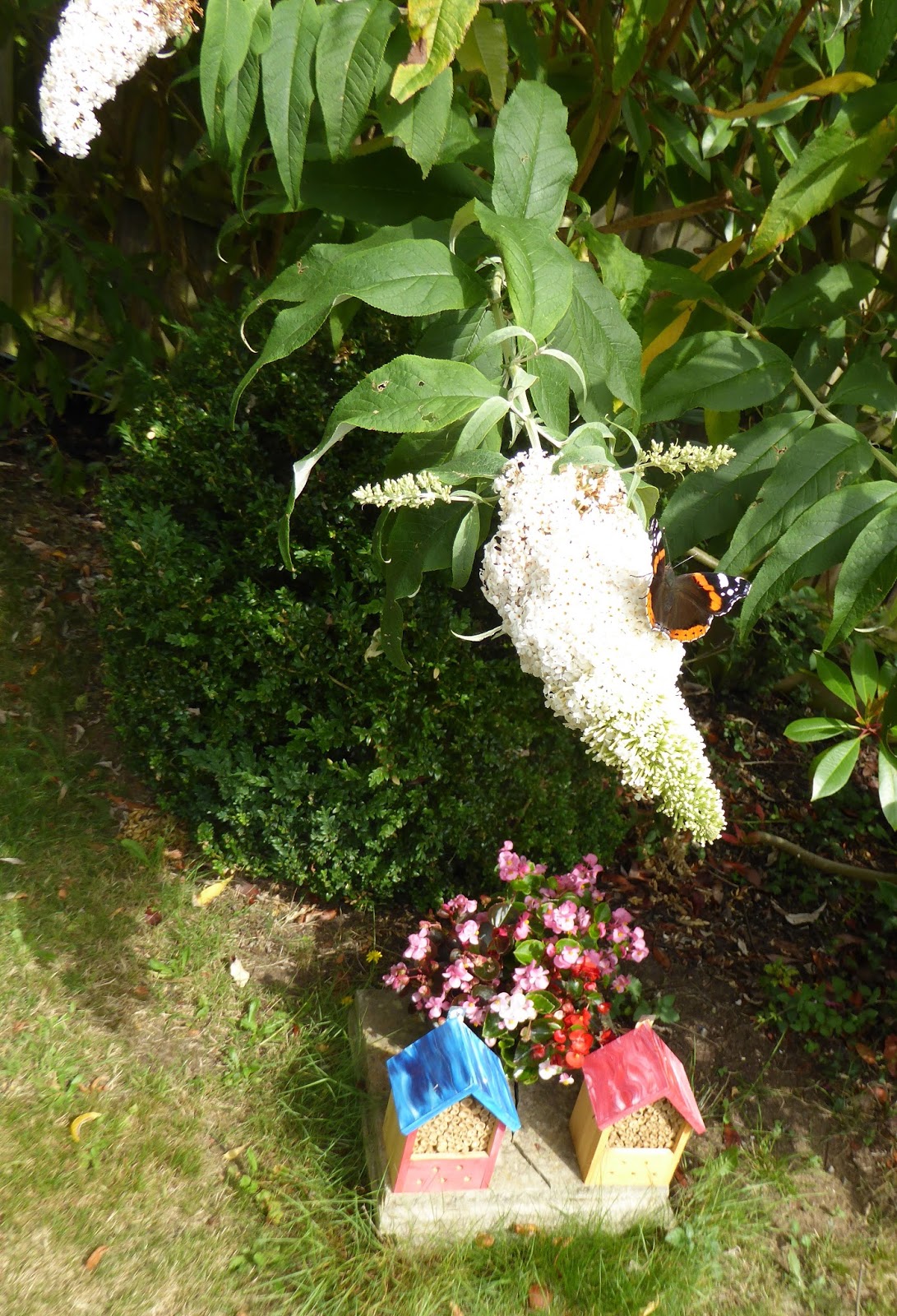 Wild and Wonderful: Why so few butterflies on a White Buddleia?