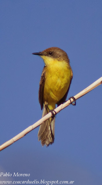 Aves de Mendoza: Doradito limon(Pseudocolopteryx citreola)