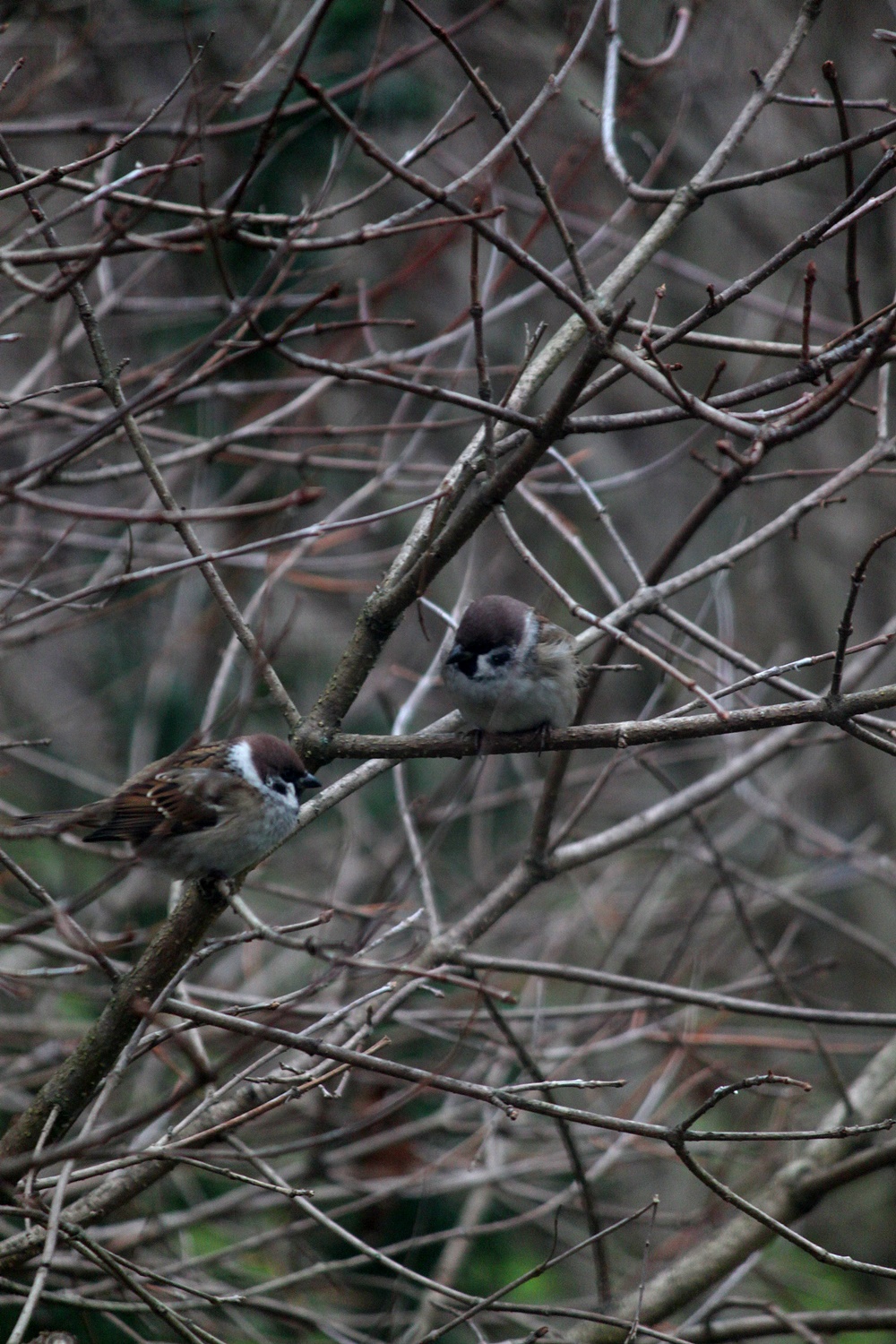 Sievät pikkulinnut - Kotini on helmeni