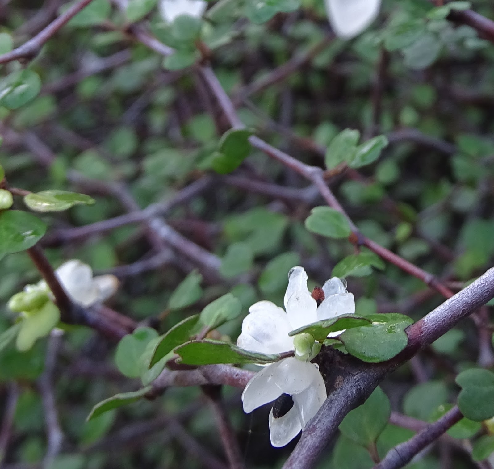 Trees For Canterbury