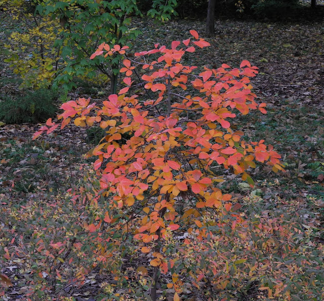 The Phytophactor: Fall color to plant - Black Tupelo