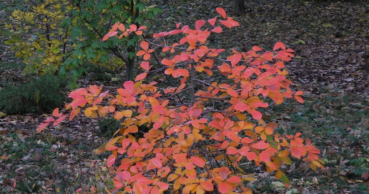 The Phytophactor: Fall color to plant - Black Tupelo