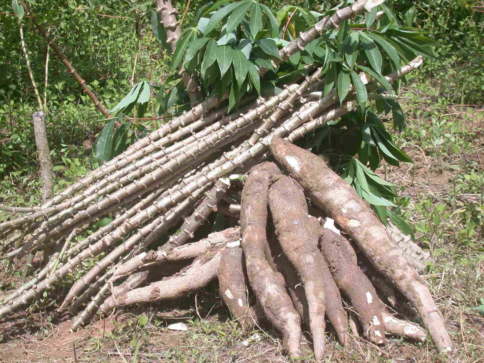 Bonsai Natal: Mandioca - Manihot esculenta Crantz