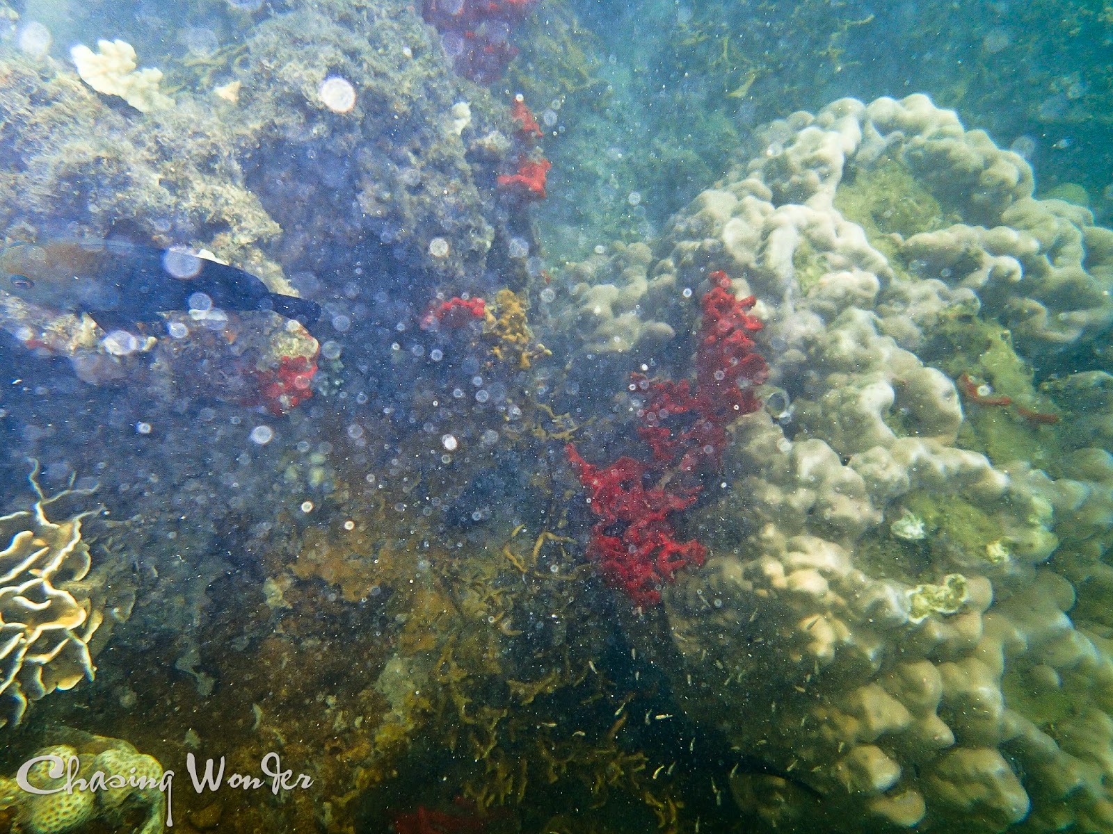 Chasing Wonder: Pambato Reef - Honda Bay, Palawan