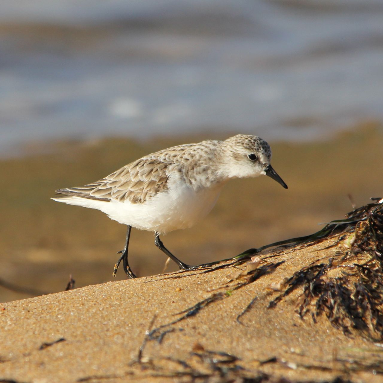 Pete's Flap Birding Aus: Double-banded plover at Silverleaves