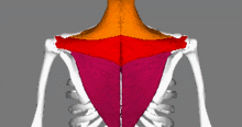 VASTRAL PHYSIOTHERAPY CLINIC: TRAPEZIUS MUSCLE:-