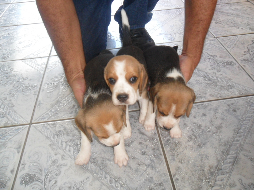 CANIL FOXHOUND AMERICANO..: FILHOTES DE BEAGLE 13 PLG 40 DIAS.