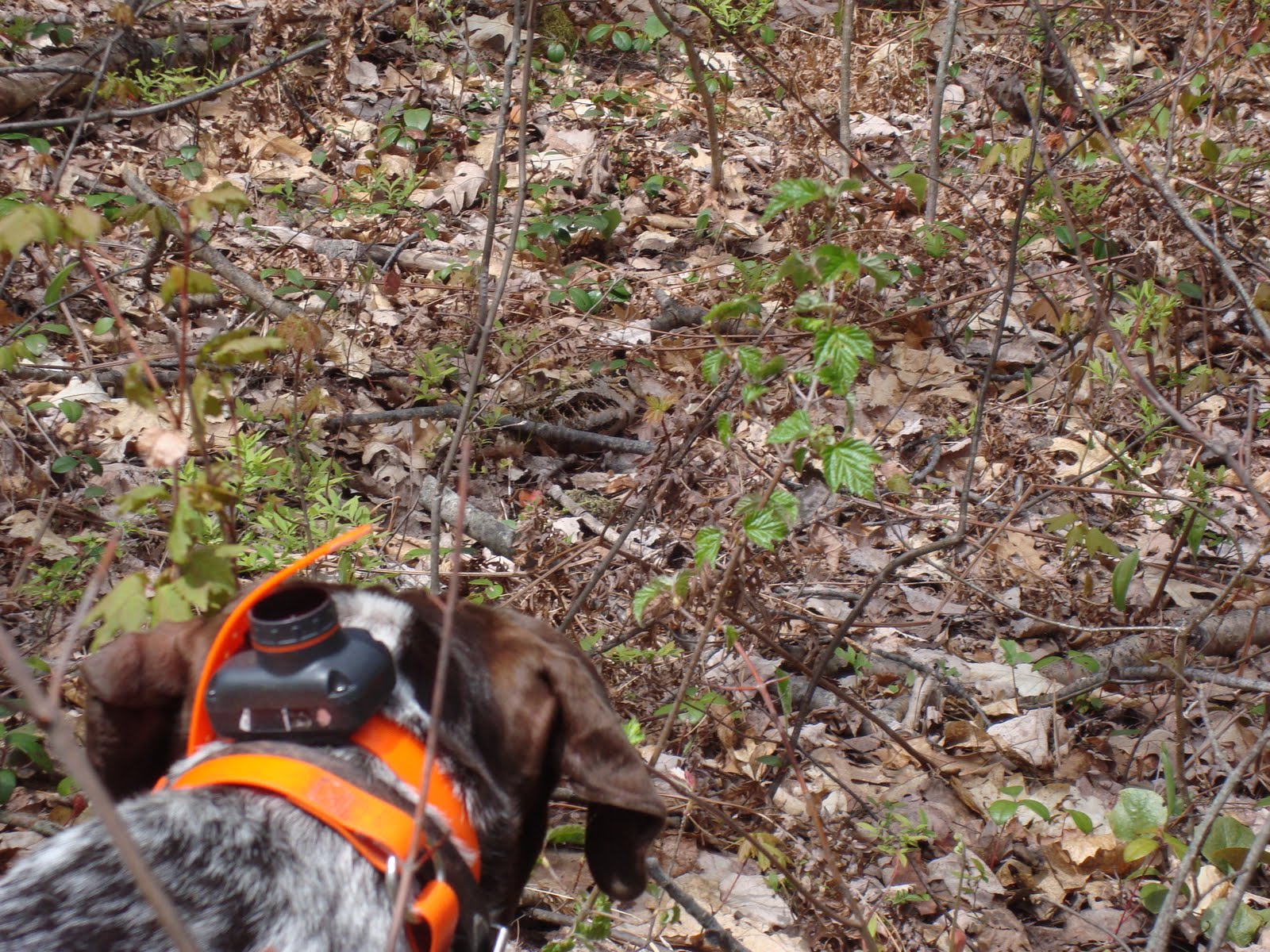 Bruno Boris Badenoff, GSP Extraordinaire: Woodcock Banding, Spring 2010