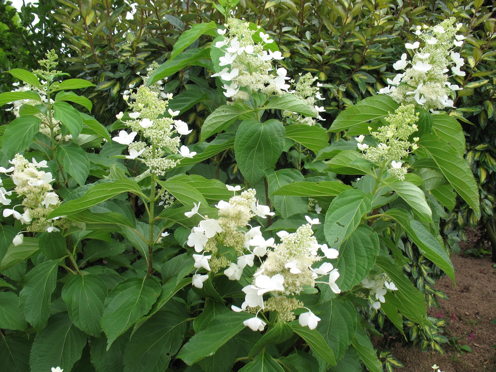 Roses du jardin Chêneland: Hydrangéa paniculata "Papillon"