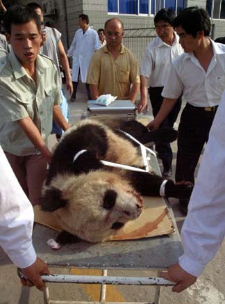 Injured wild giant panda rescued from forest park