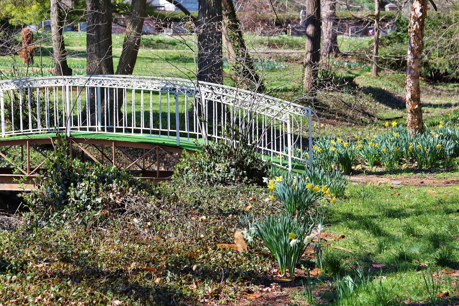 Blue-Eyed Kentucky: More Springtime in the Lexington Cemetery