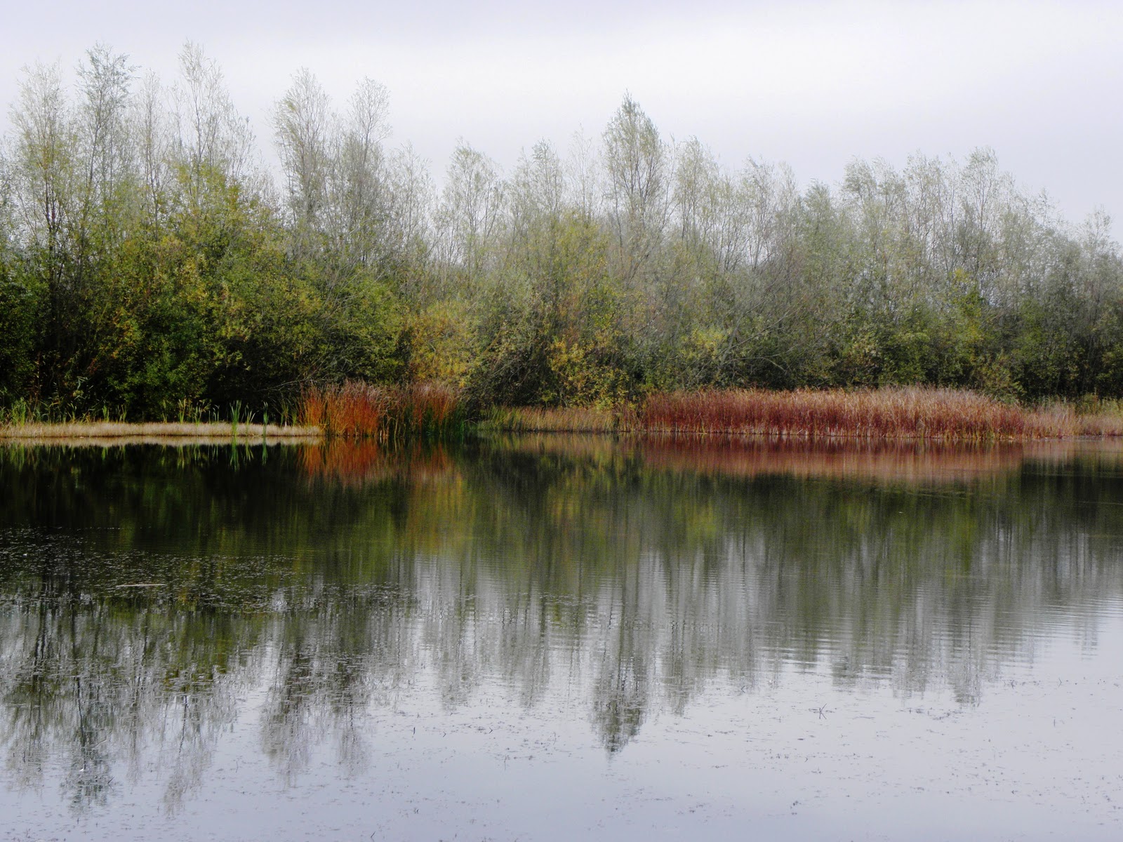 Birding around Kent: New Hythe Lakes