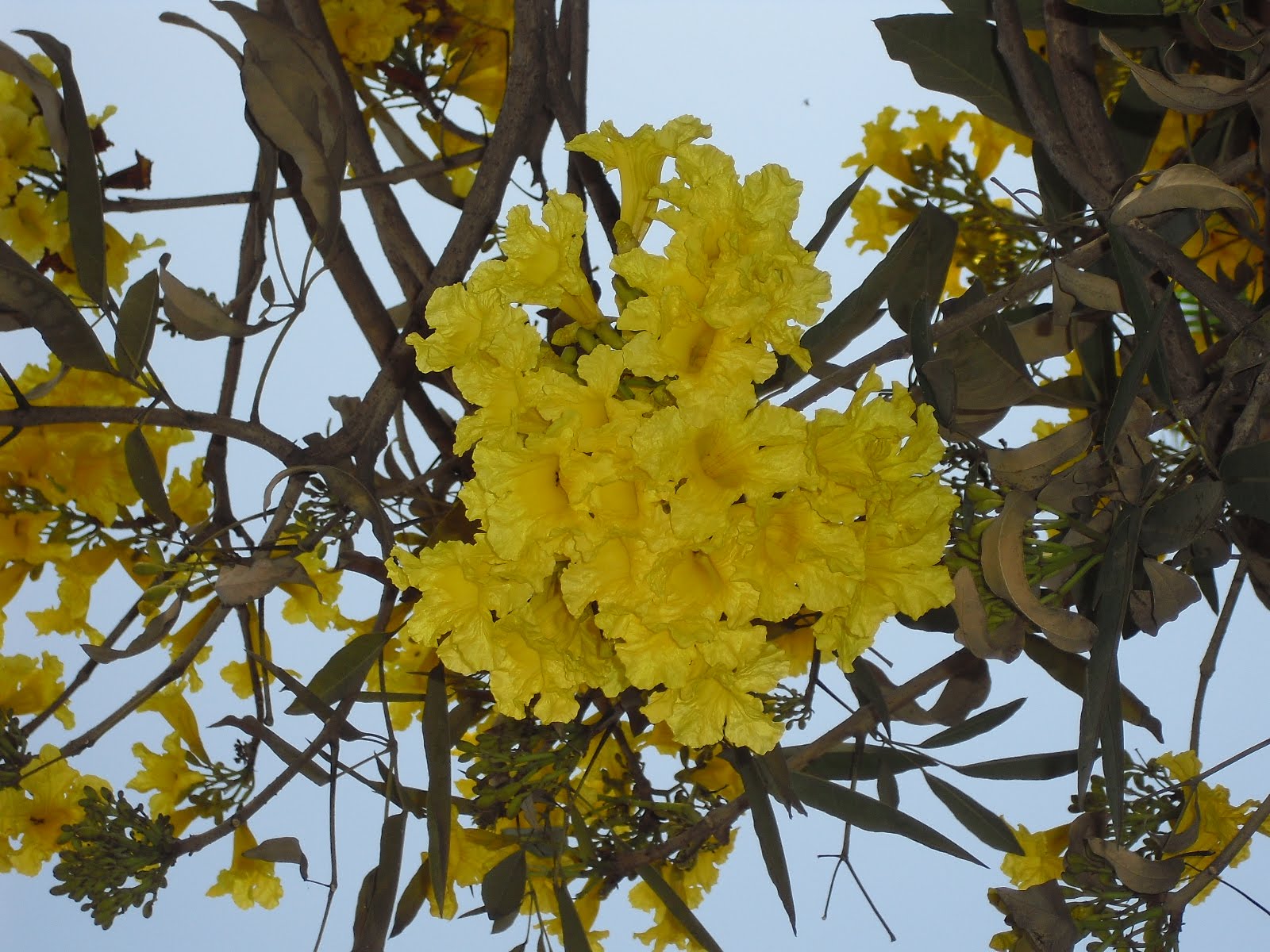 All Things Considered: Tabebuia Argentea in bloom!