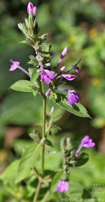 Variety of Life: Justicia