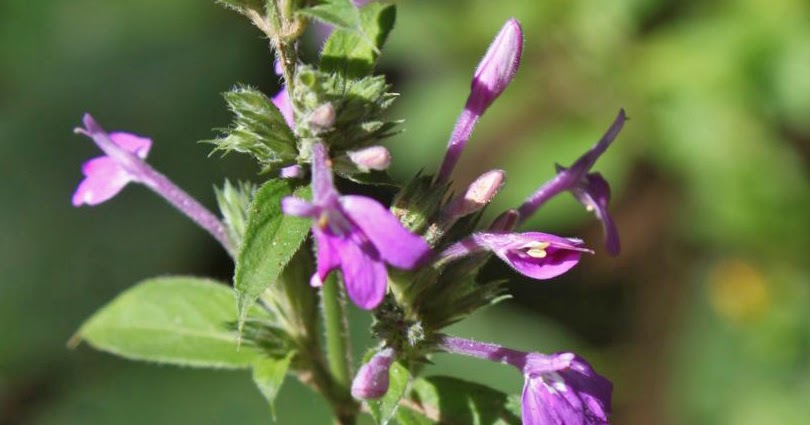 Variety of Life: Justicia