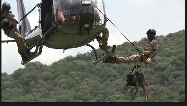 Wounded Times: Wounded Times Dog Days