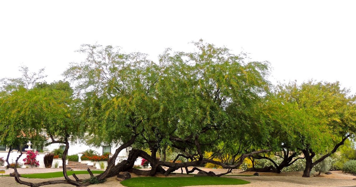 Phoenix Daily Photo: Crawling Tree