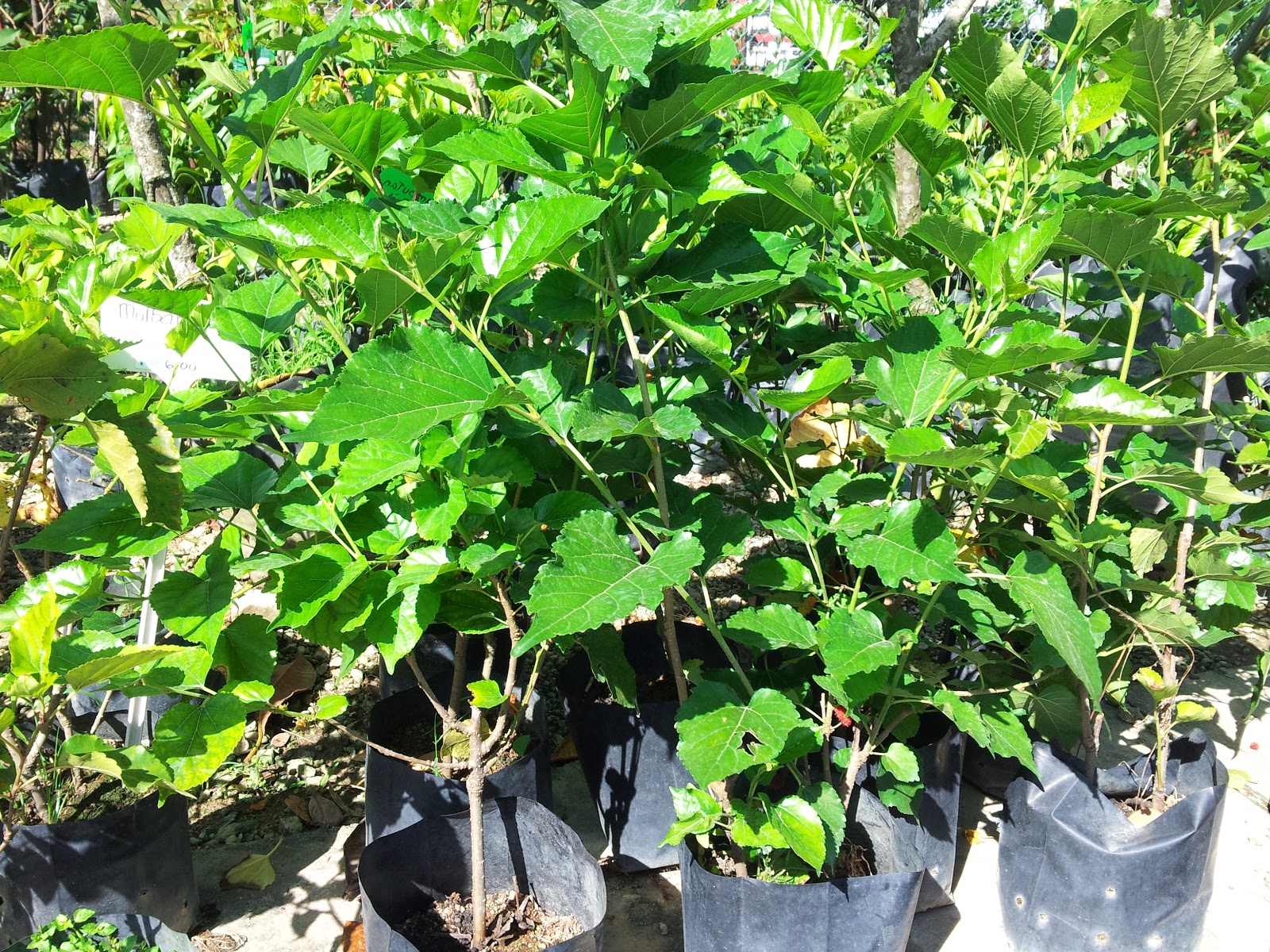 BUMI HIJAU NURSERY (002279488-D): Pokok Markisa