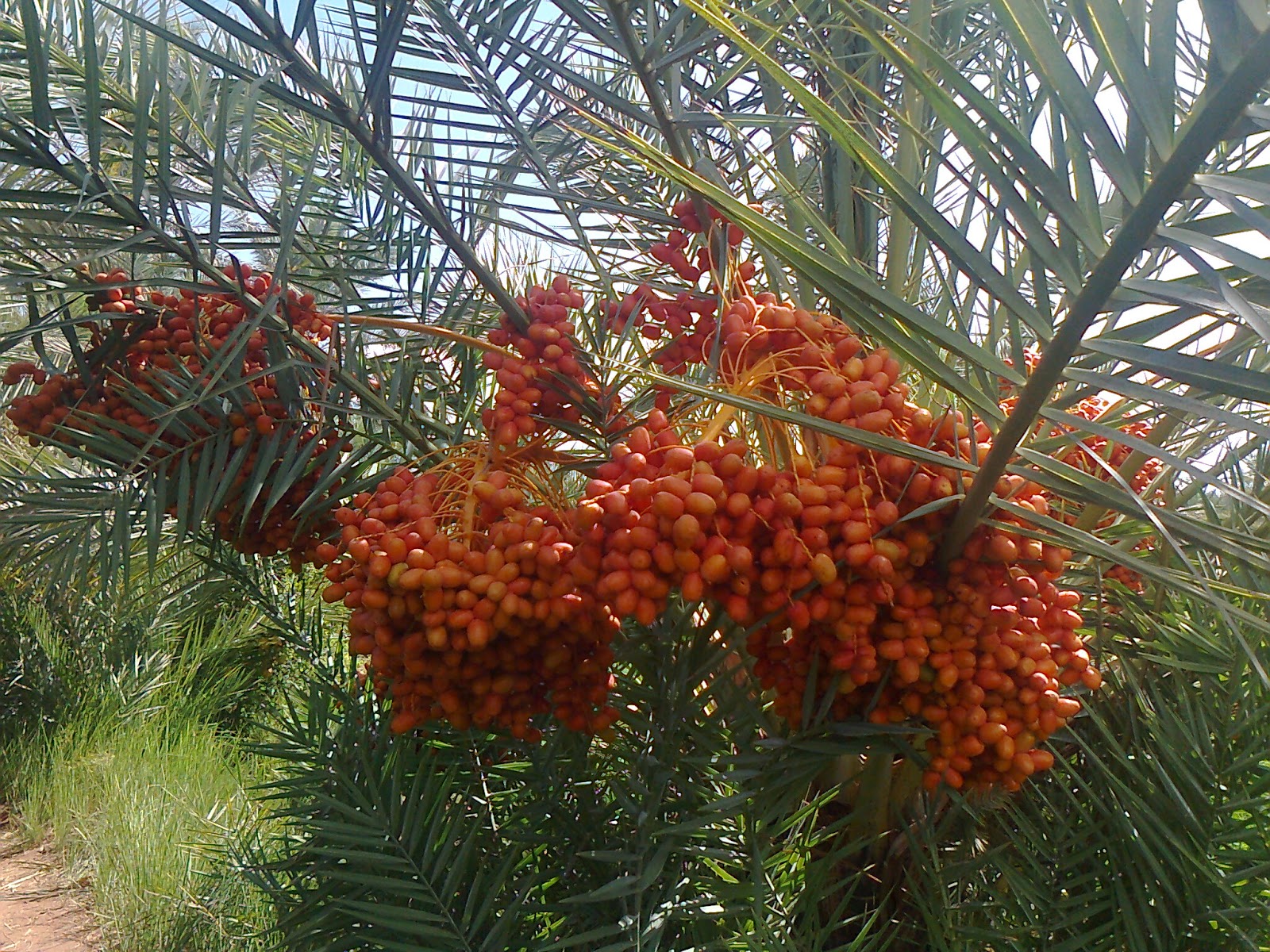 Biologie Simplifiée : Le Palmier dattier au Maroc