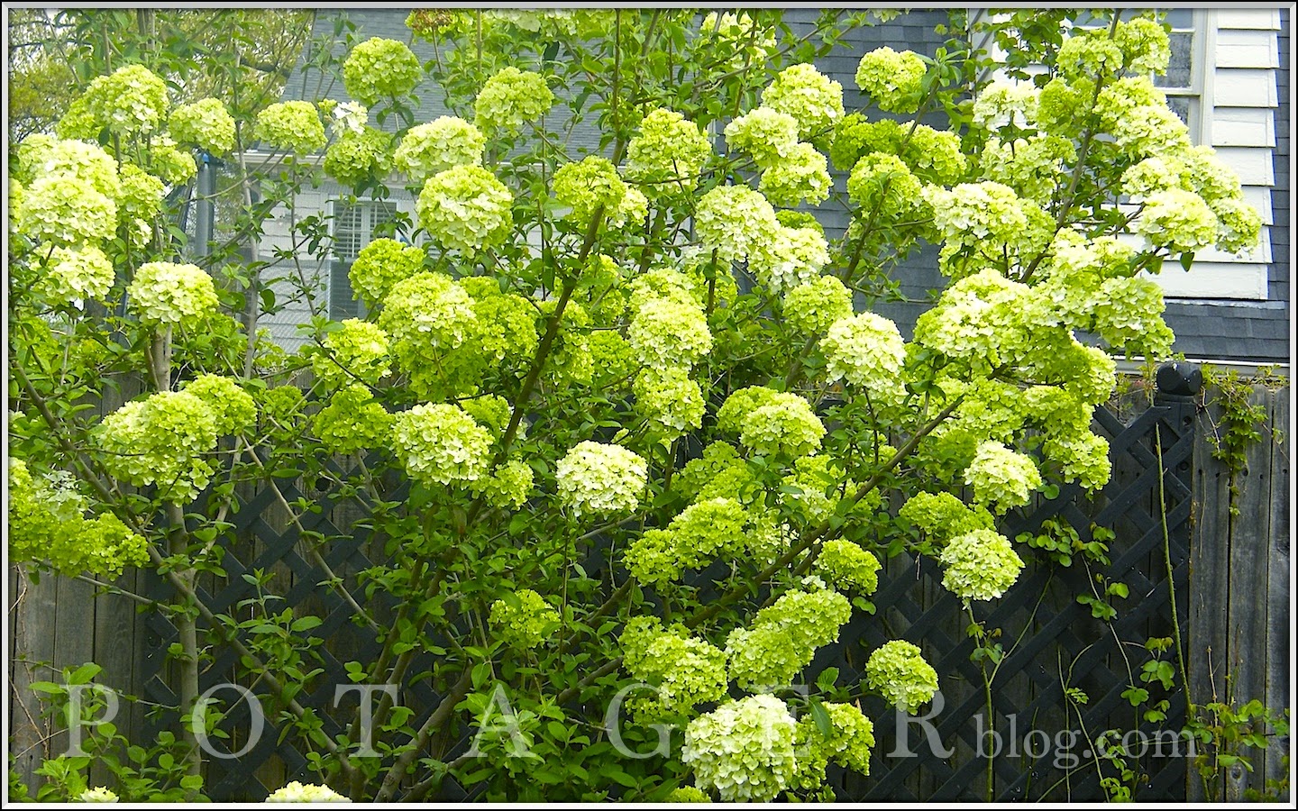 P O T A G E R: Chinese Snowball Viburnum