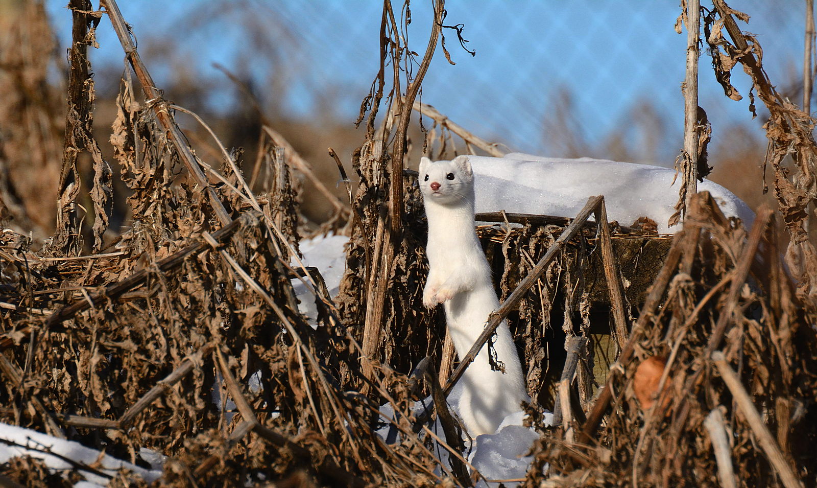 Turbo's Track and Photo Tour: Long-tailed Weasel special (20141118 ...