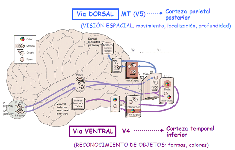 El Buen Presagio: Fisiología del sistema visual