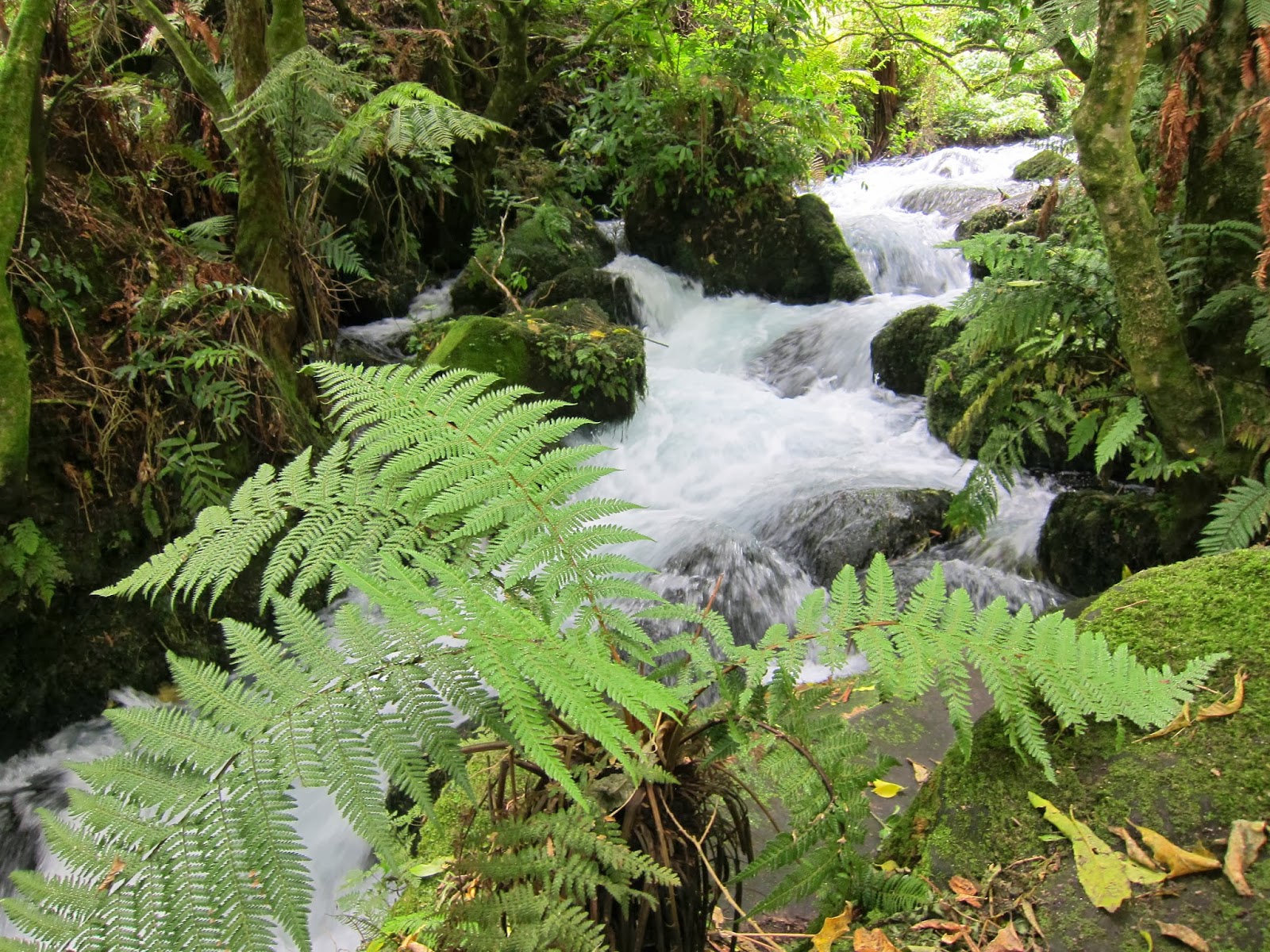 Walk to the Blue Spring: one of NZ's best kept secrets | the adventures ...