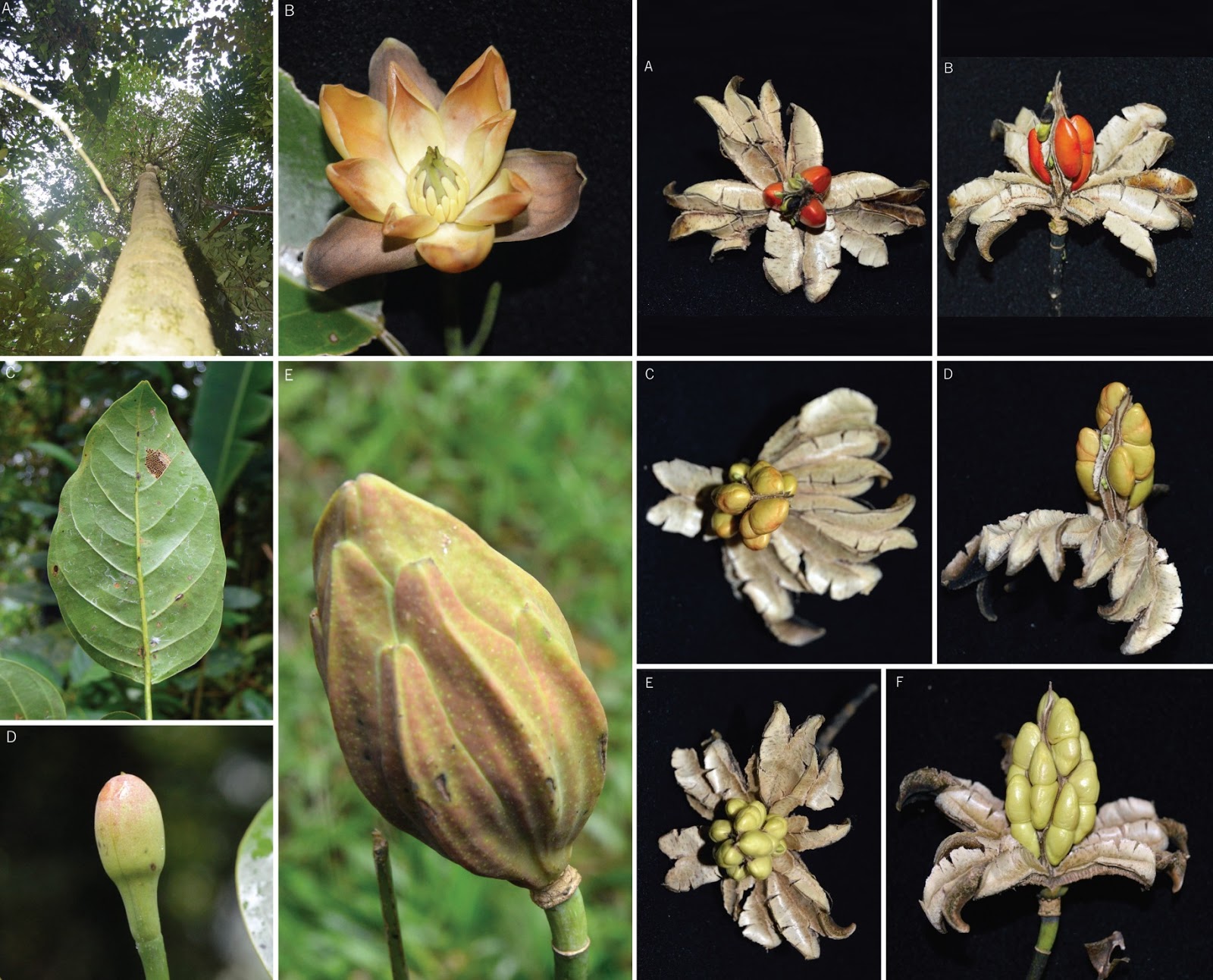 Species New to Science: [Botany • 2018] Magnolia mercedesiarum (subsect ...