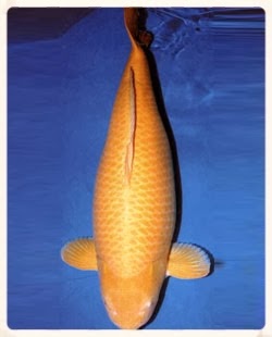 El blog de Mikcg: Las 26 variedades de kois: El Kigoi