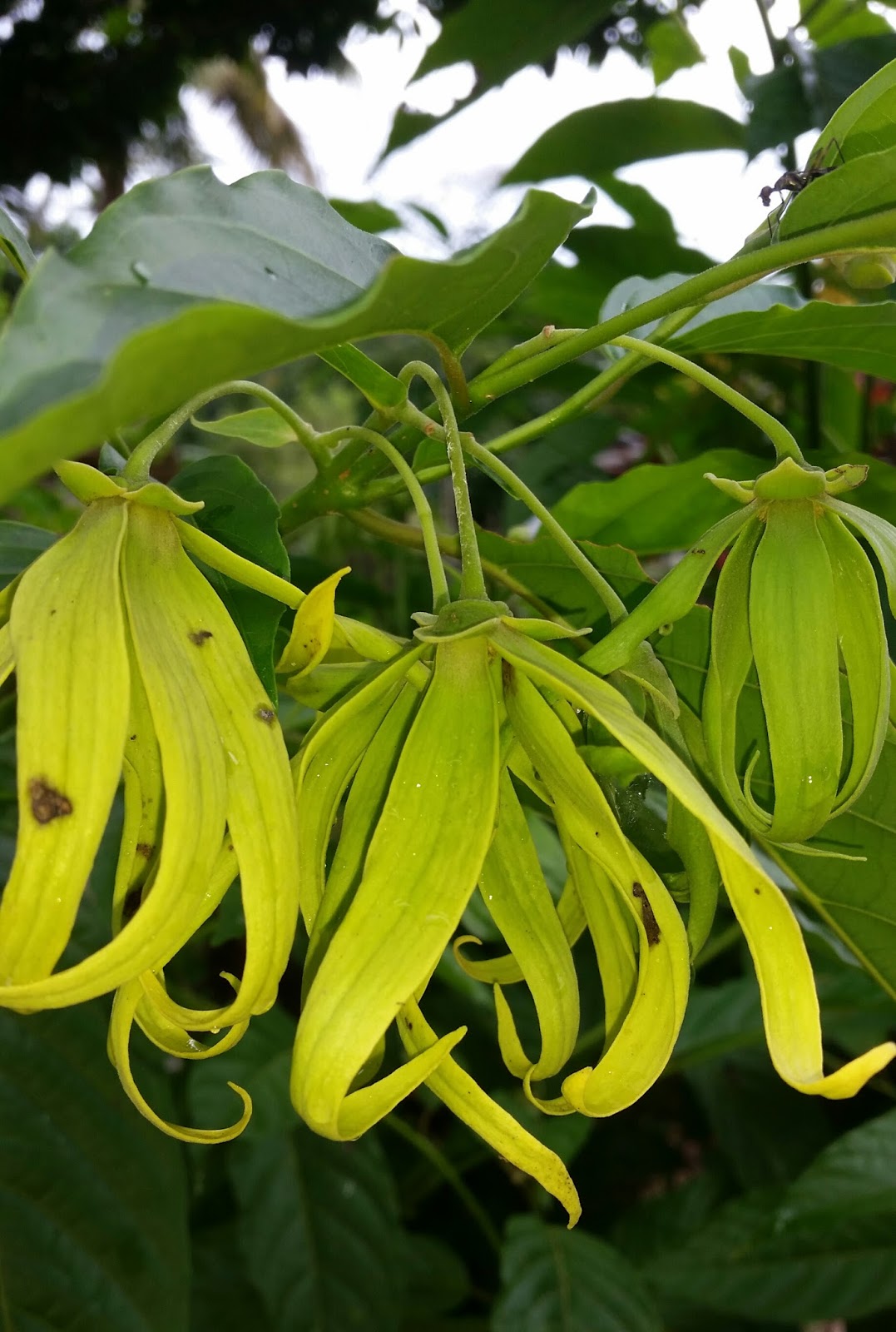 Warisan Petani: Pokok Kenanga.