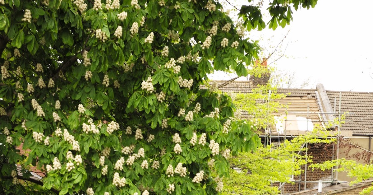 CLASSICAL ICONOCLAST: Under the spreading chestnut tree