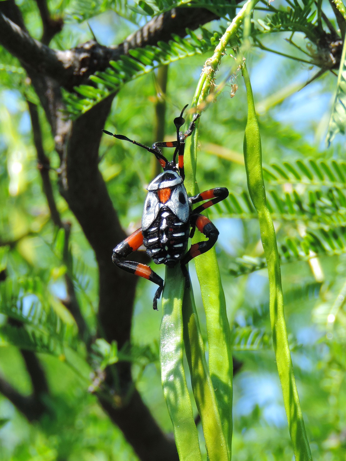 Las crónicas de El Viejo: 2019