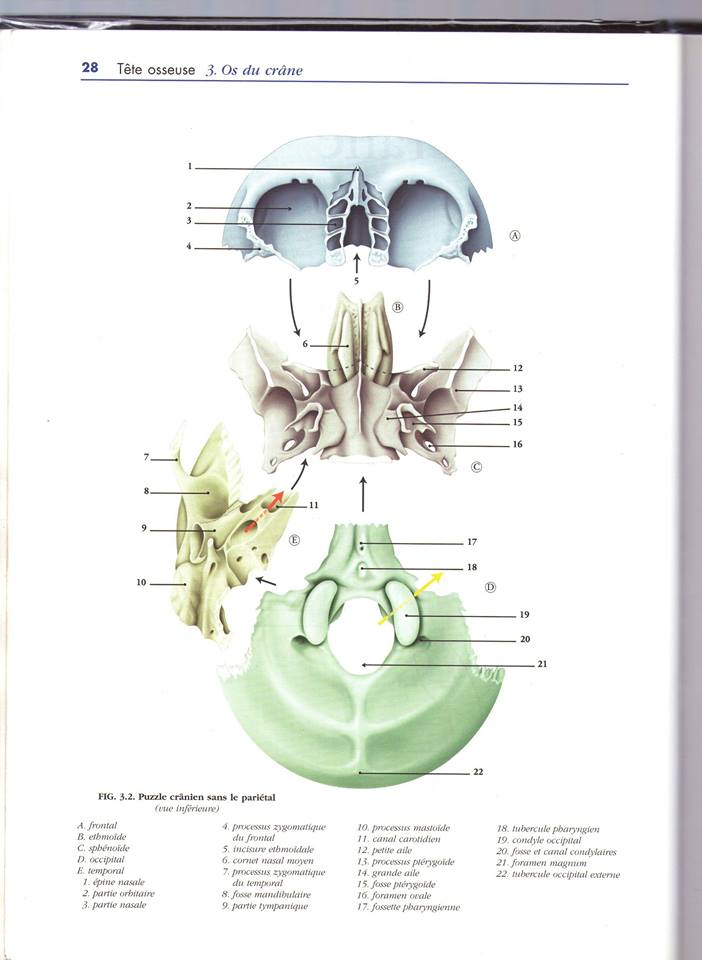 schéma:crane - Médecine INFO
