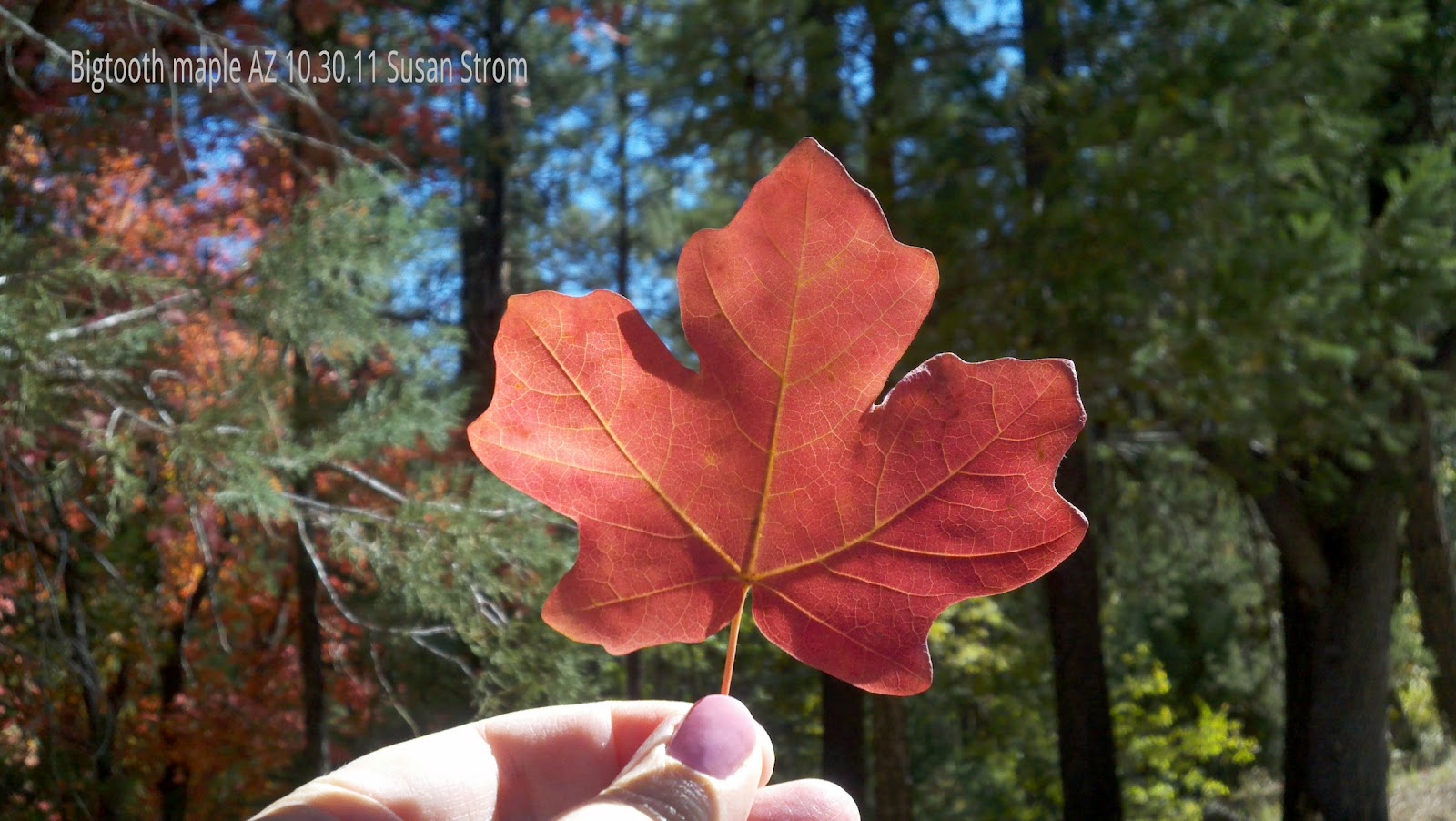 Fall is Calling You: Finding Fall in Arizona