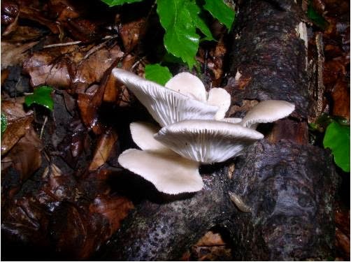 prirodno lecenje biljem