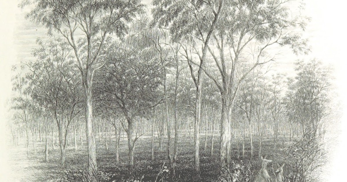 Open Bush, Queensland 1873 - Remembering the Past Australia