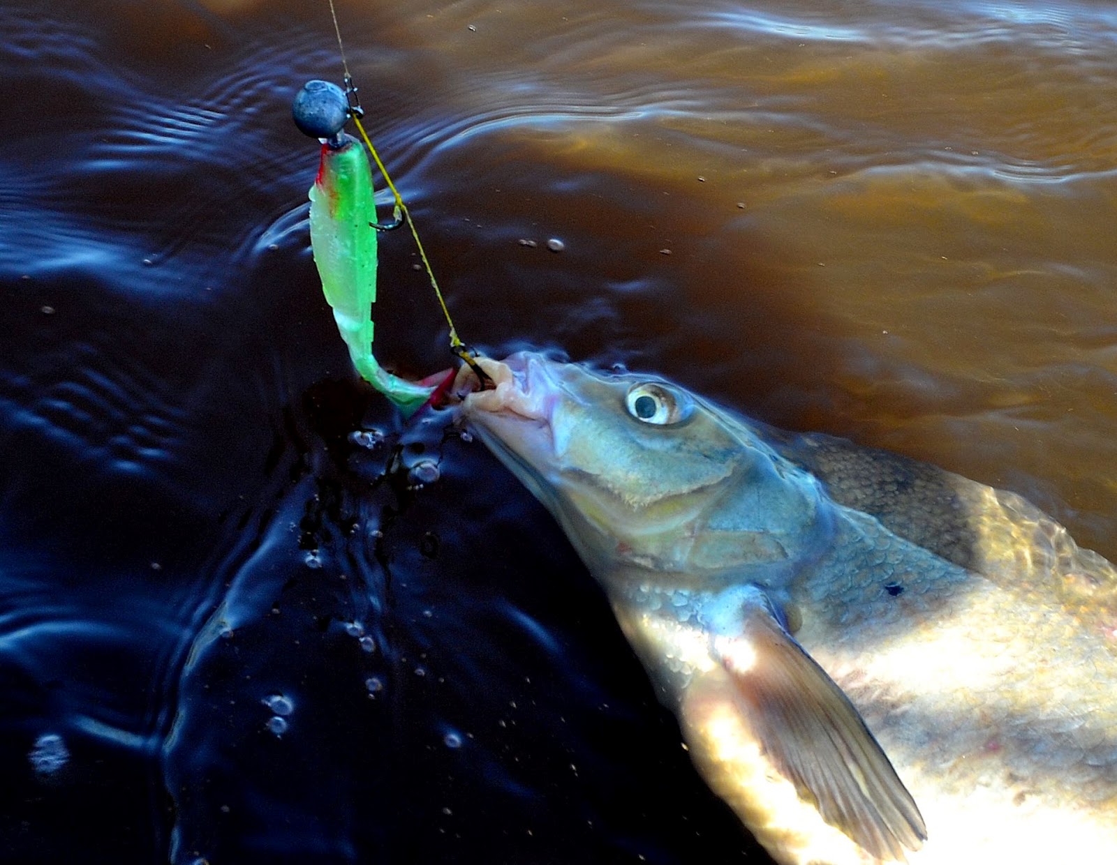 Vad ska vi fiska idag: Dagen då de fula fiskarna var på g.....