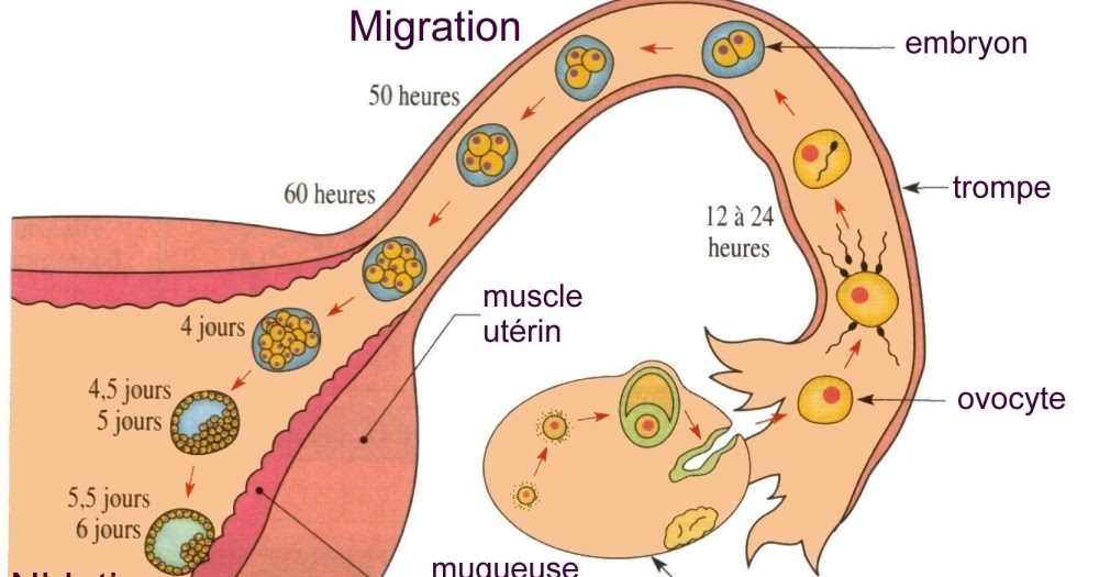 6 Principales fonctions de la fécondation | SVT & Biologie