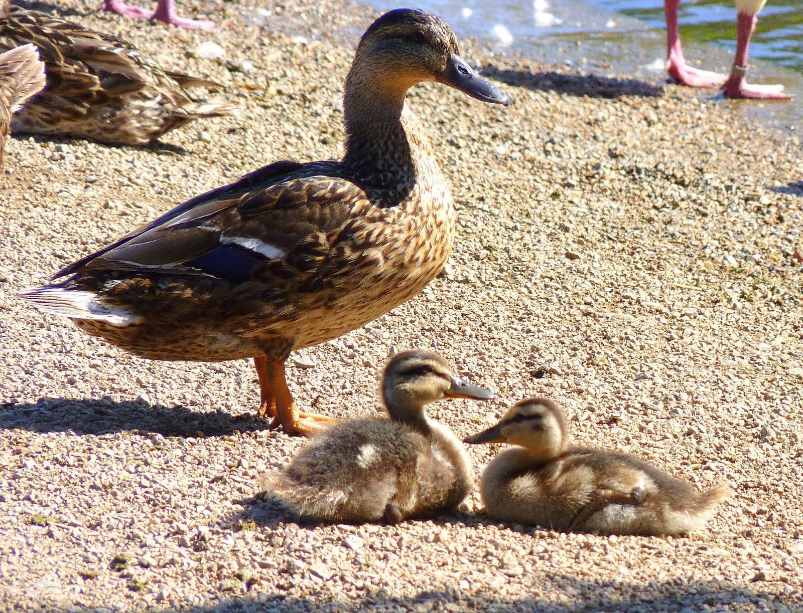 Birding For Pleasure: Baby Eider video