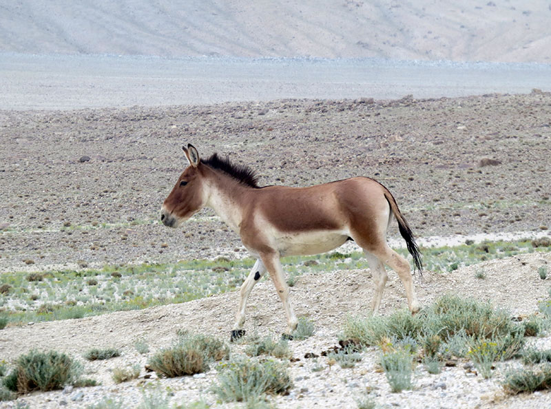 Just About Everything: Wildlife of Ladakh - Animals & Birds of Ladakh ...