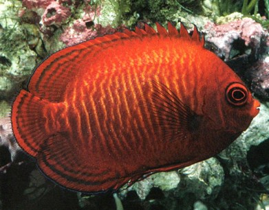 D' Ocean Aquarium: Ikan Angel (Angelfish)