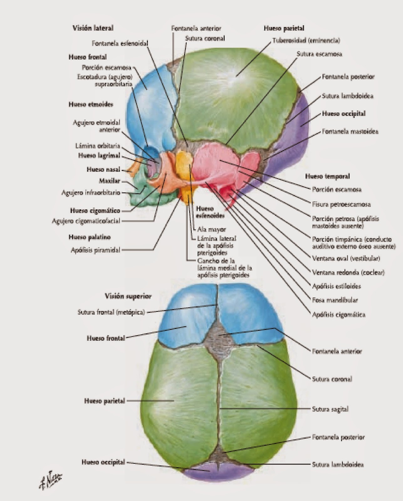 MORFOFISIOLOGÍA I: ANATOMÍA