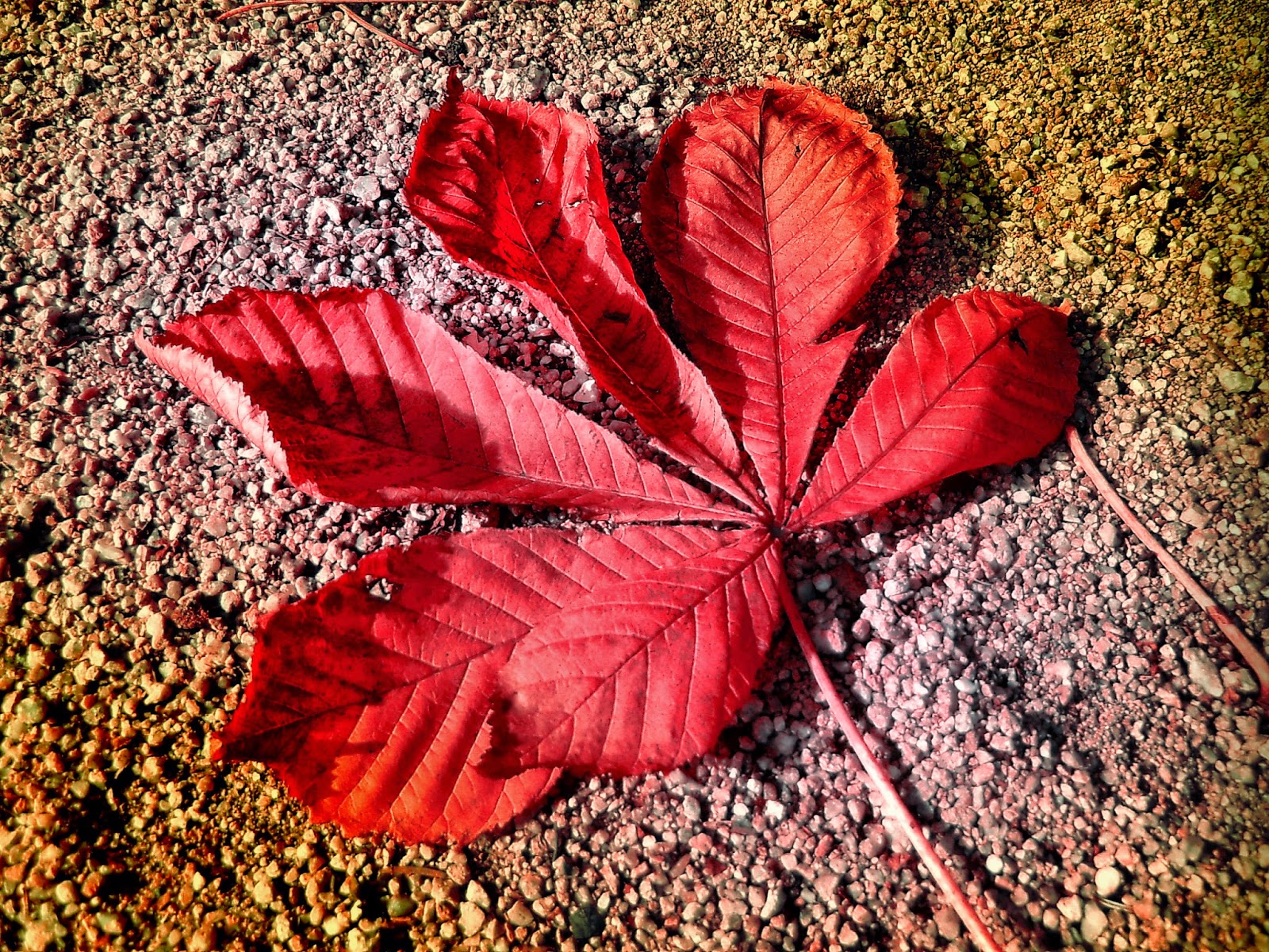 El rincón de los números: Conocemos los atributos ligero y pesado