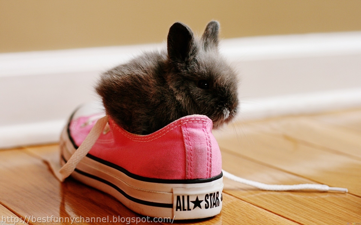 Cute and funny pictures of animals 42. Bunny 3.