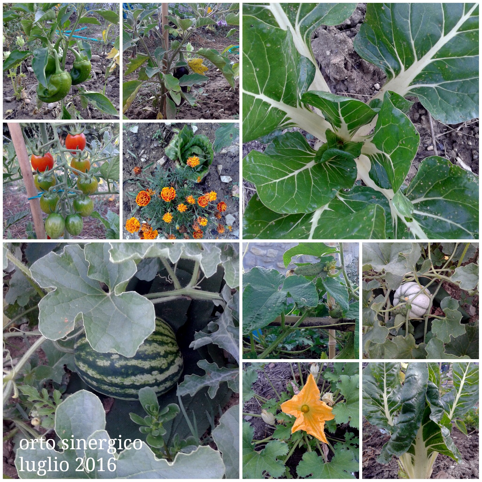 Il Giardino di Zerdesht: luglio 2016