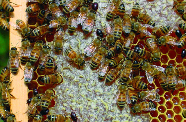 Aprendendo Croata: Pčela - Abelhas