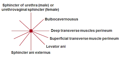 Human Anatomy: Pelvis and Perineum (Lecture Notes)