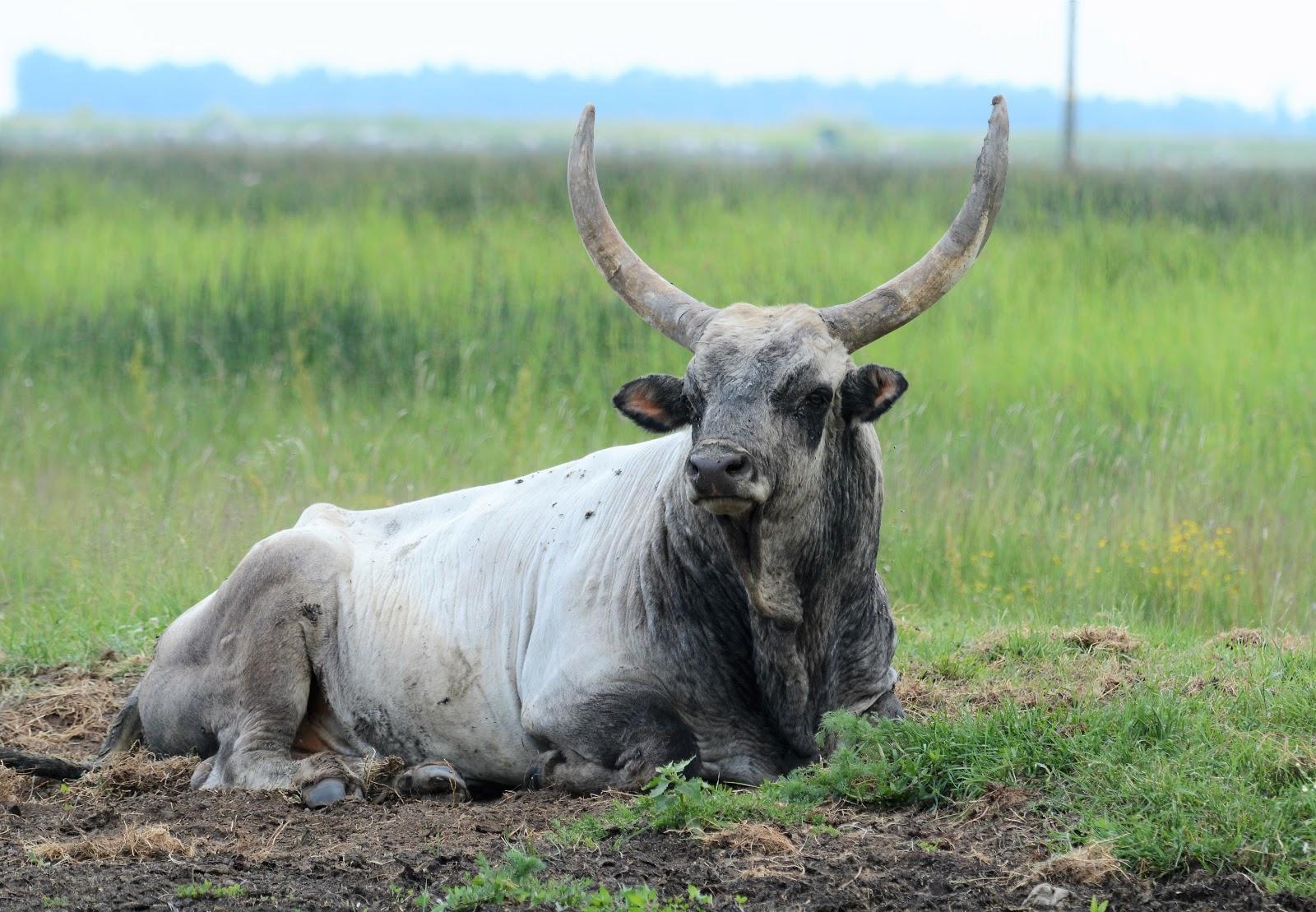 Probirder: Hungarian Grey Bull